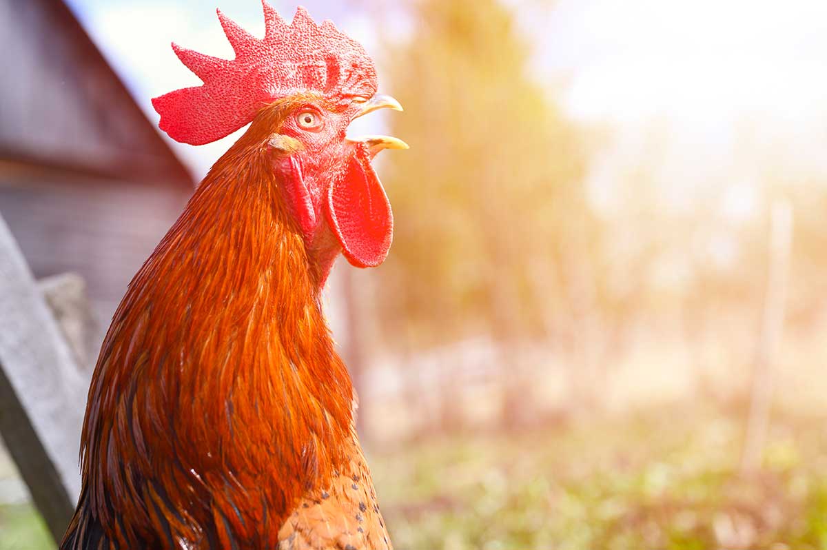 Bramblebank Hatchery - Home